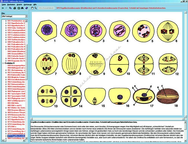 Podział komórki (mitoza i mejoza) - CD-ROM ze zdjęciami preparatów ...